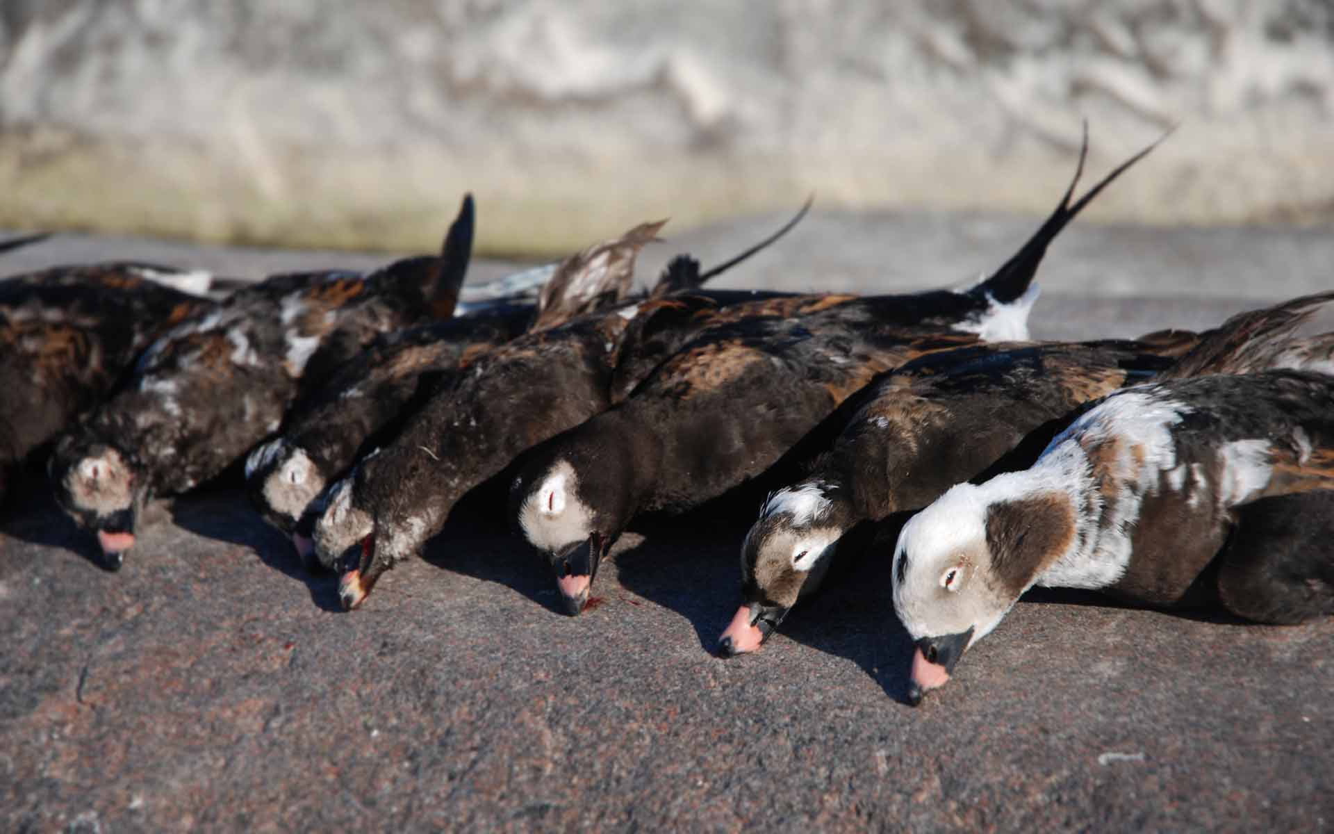 SEA BIRDS– Offshore hunting in unique environment