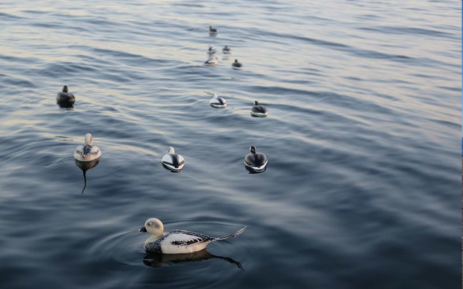 SEA BIRDS– Offshore hunting in unique environment