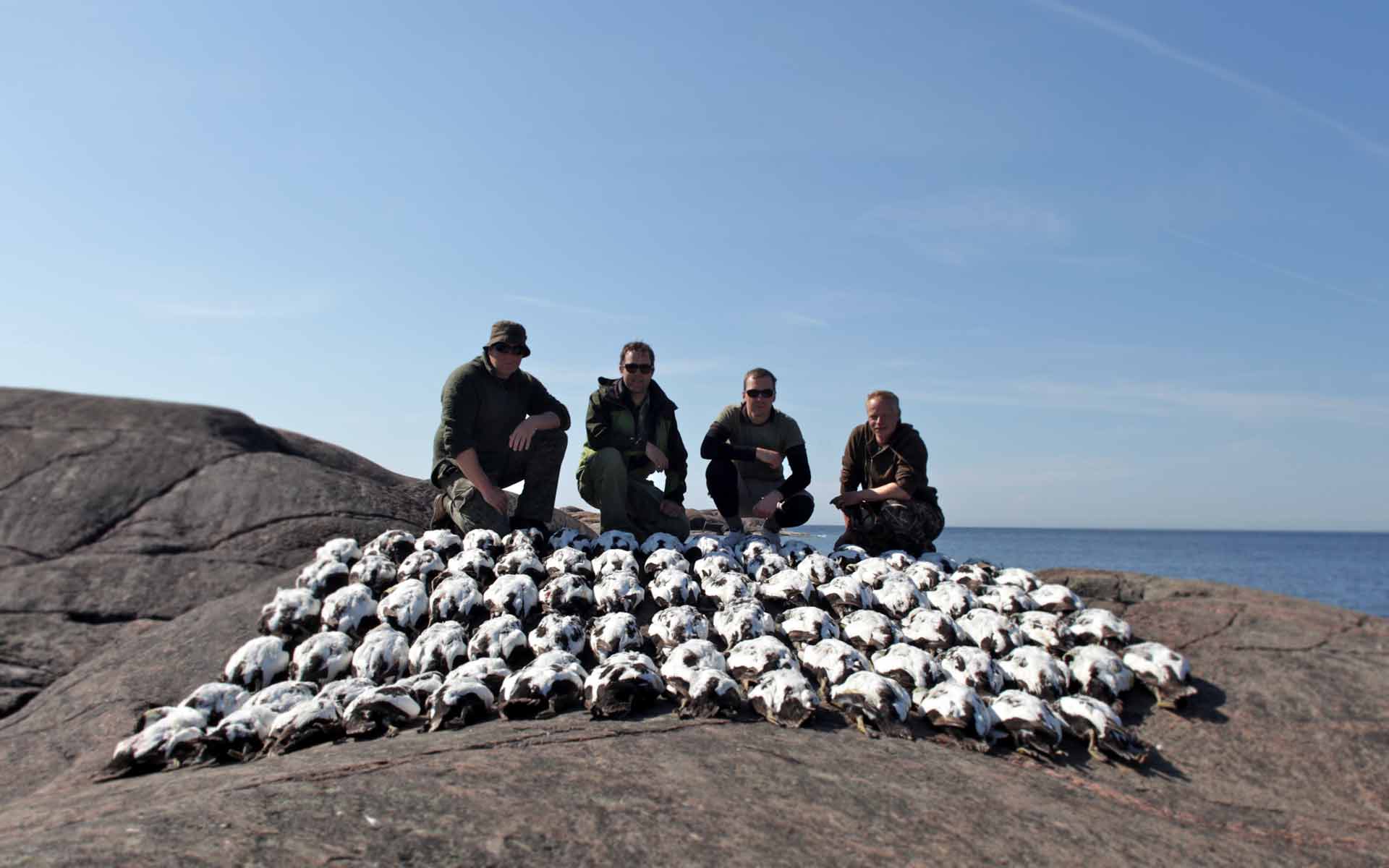 EIDER HUNT – SOUTHERN FINLAND - WILDMARK-HUNTING IN FINLAND ...