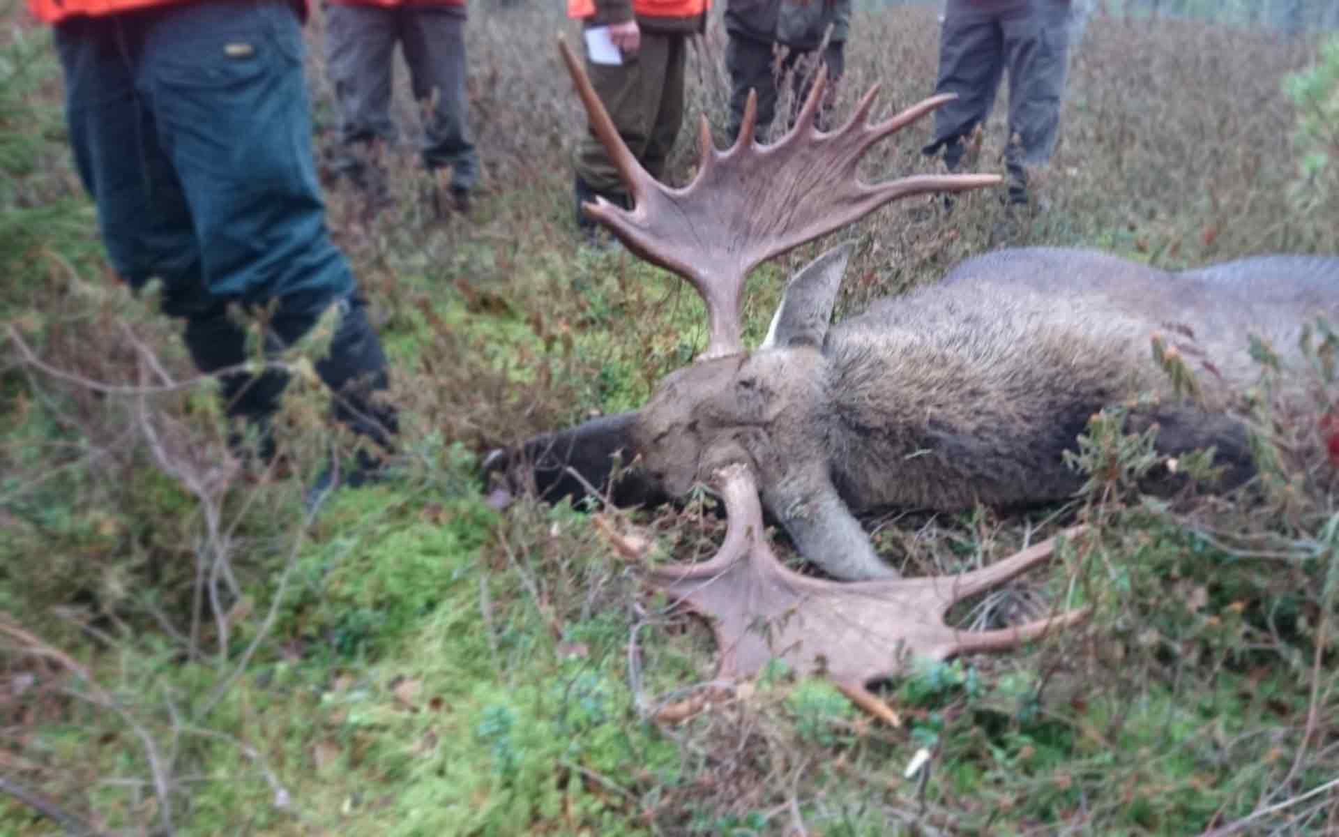 MOOSE HUNT–CENTRAL FINLAND-HUNTING IN FINLAND-WILDMARK